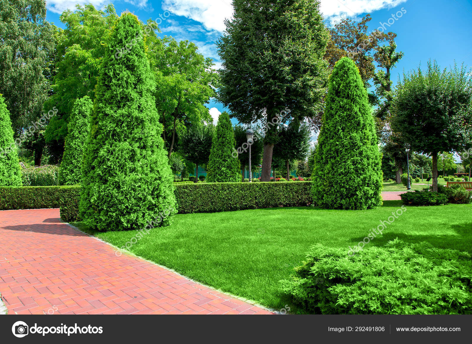 Park Tall Thujas Hedges Bushes Garden Green Lawn Sunny Day — Stock ...