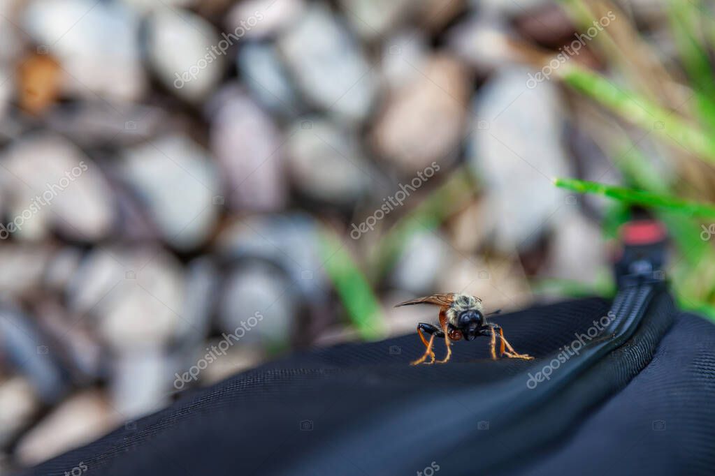 Un insecto dañino peligroso es un tábano que transfiere infeccioso 2022