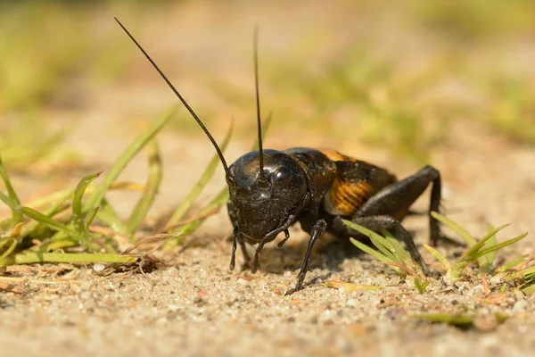 Black field cricket Stock Photos, Royalty Free Black field cricket ...
