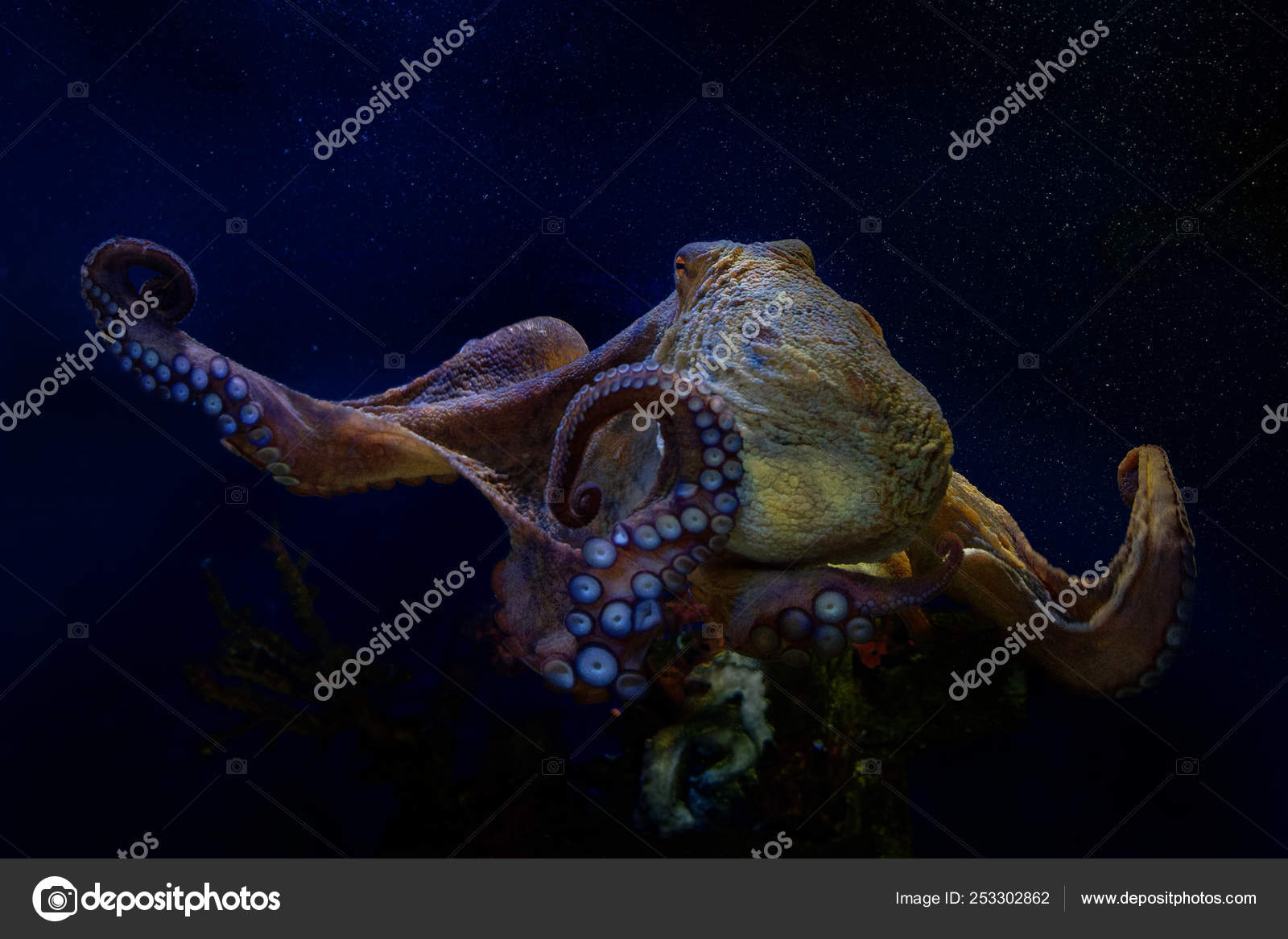Common Octopus - Octopus vulgaris under the water Stock Photo by ...