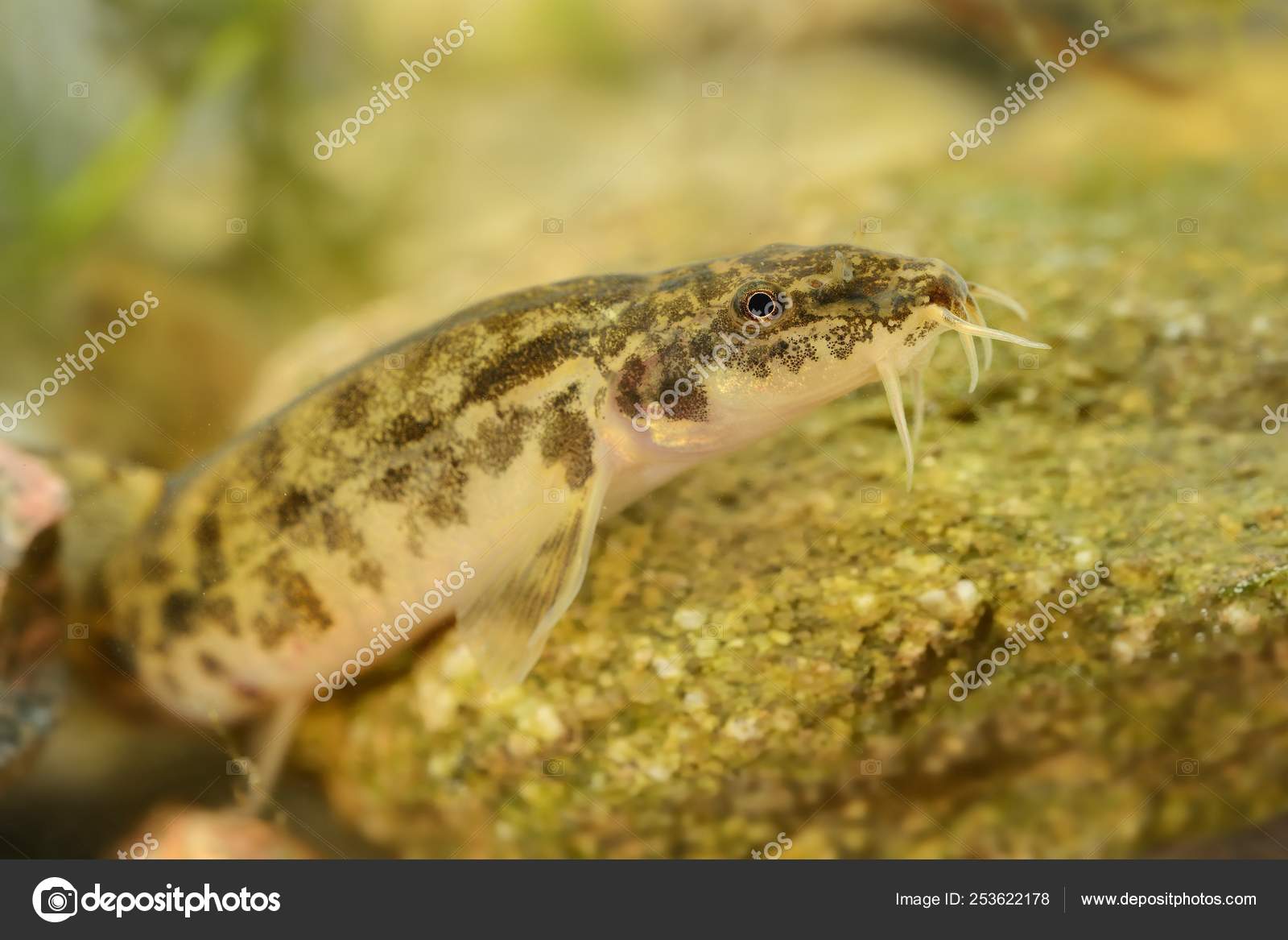 Stone Loach - Barbatula barbatula fish under water Stock Photo by ...