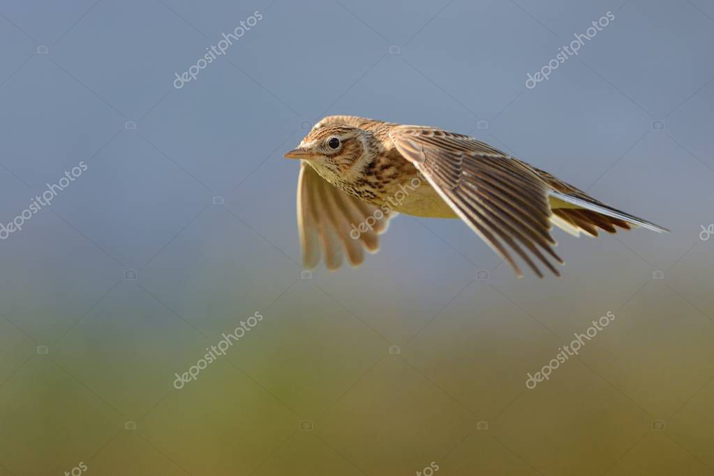 Alondra del cielo (Alauda arvensis) volando sobre el campo con fondo ...