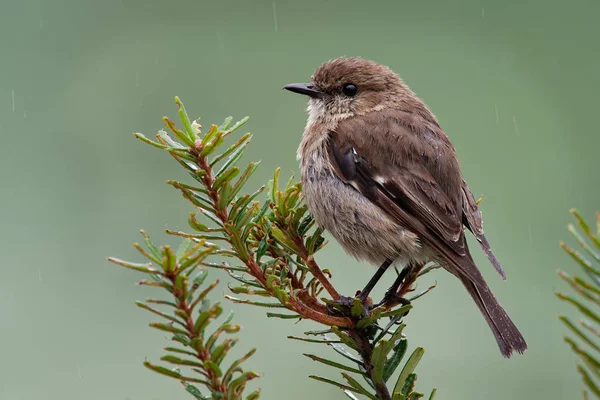 Dusky Robin - Melanodryas vittata endemic song bird from Tasmania ...