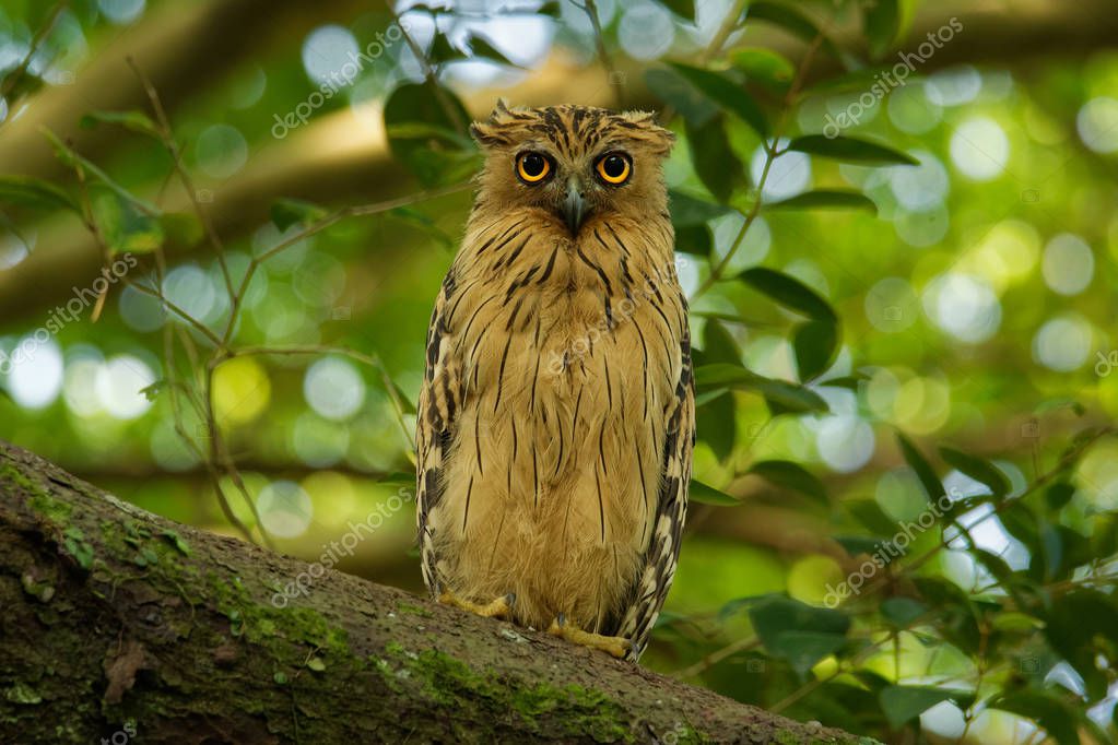 Buffy Fish Owl - Ketupa ketupu es una especie de ave paseriforme de la ...