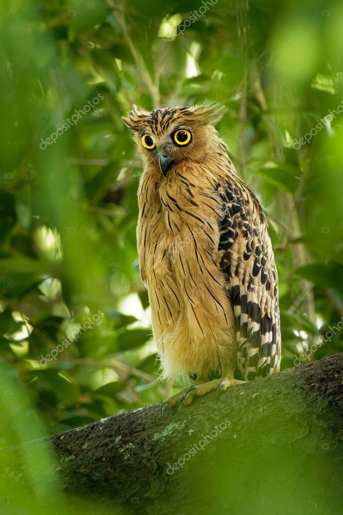 Buffy Fish Owl - Ketupa ketupu es una especie de ave paseriforme de la ...