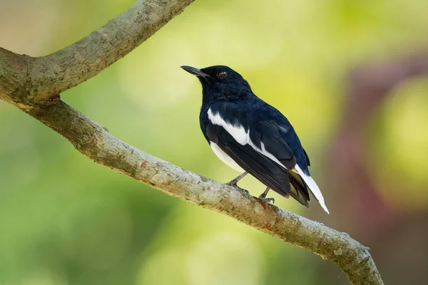 Oriental Magpie-Robin - Copsychus saularis small passerine bird that ...