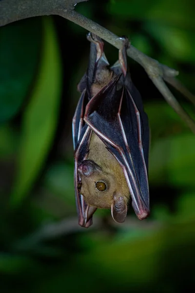 Fruit bat Stock Photos, Royalty Free Fruit bat Images | Depositphotos