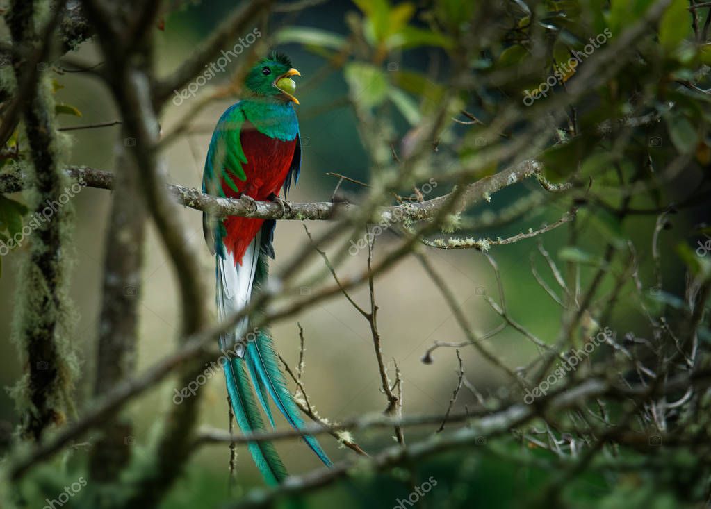 Quetzal - Pharomachrus mocinno macho - pájaro de la familia de los ...