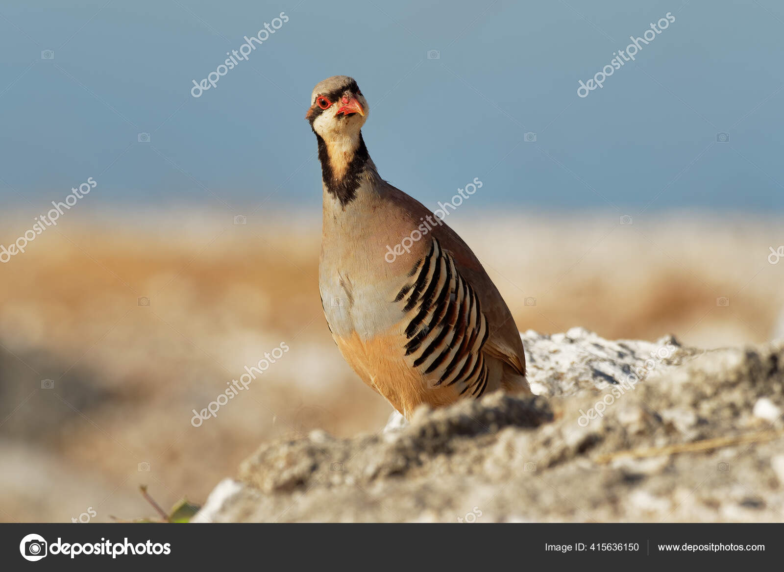 Chukar Alectoris Chukar Rock Corfu Greece Chukar Partridge Alectoris ...
