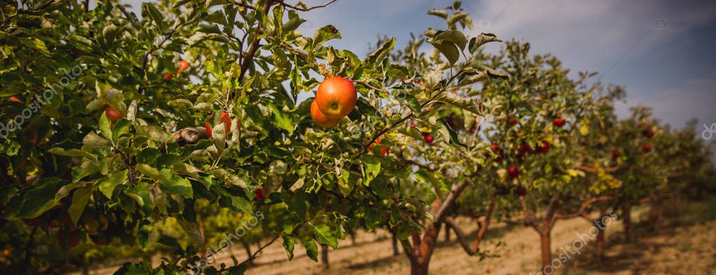 Manzanas orgánicas colgando de una rama de árbol en un huerto de ...