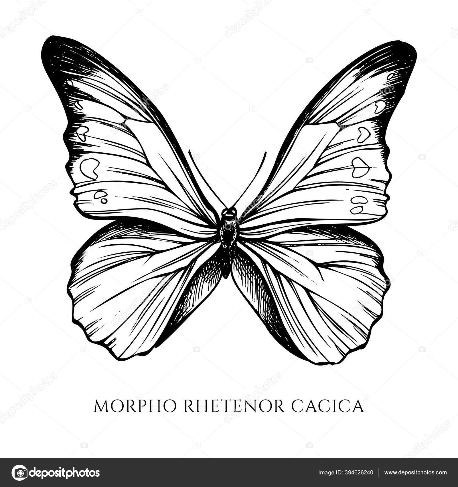 Vector set of hand drawn black and white blue morpho Stock Vector Image ...