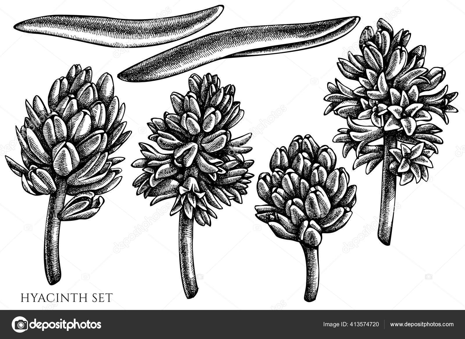 Vector set of hand drawn black and white hyacinth Stock Vector by ...