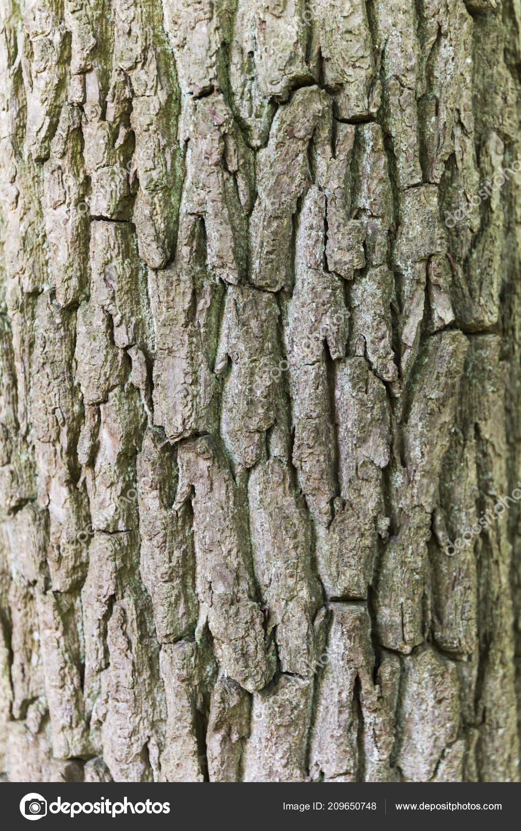 Tree Trunk Texture Stock Photo by ©info@timallenphoto.net 209650748