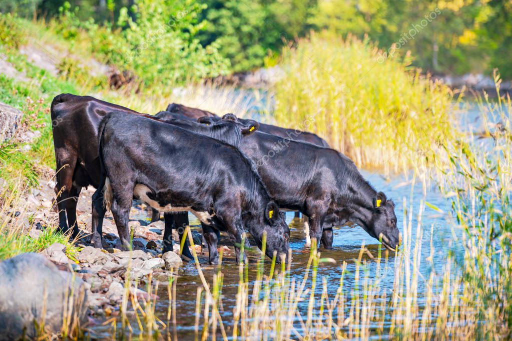 Animales sedientos bebiendo agua en el río 2023