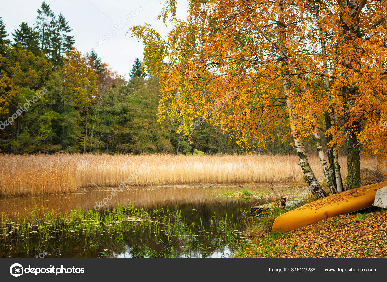 Yellow canoe stranded at the bay under a yellow birch tree in vi ...
