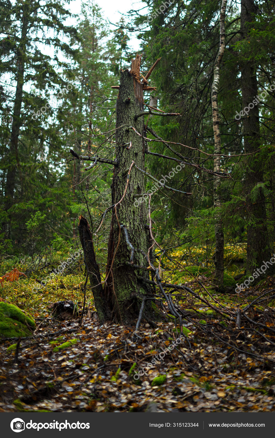 Tree trunk from an evergreen tree cut in half by a storm — Stock Photo ...