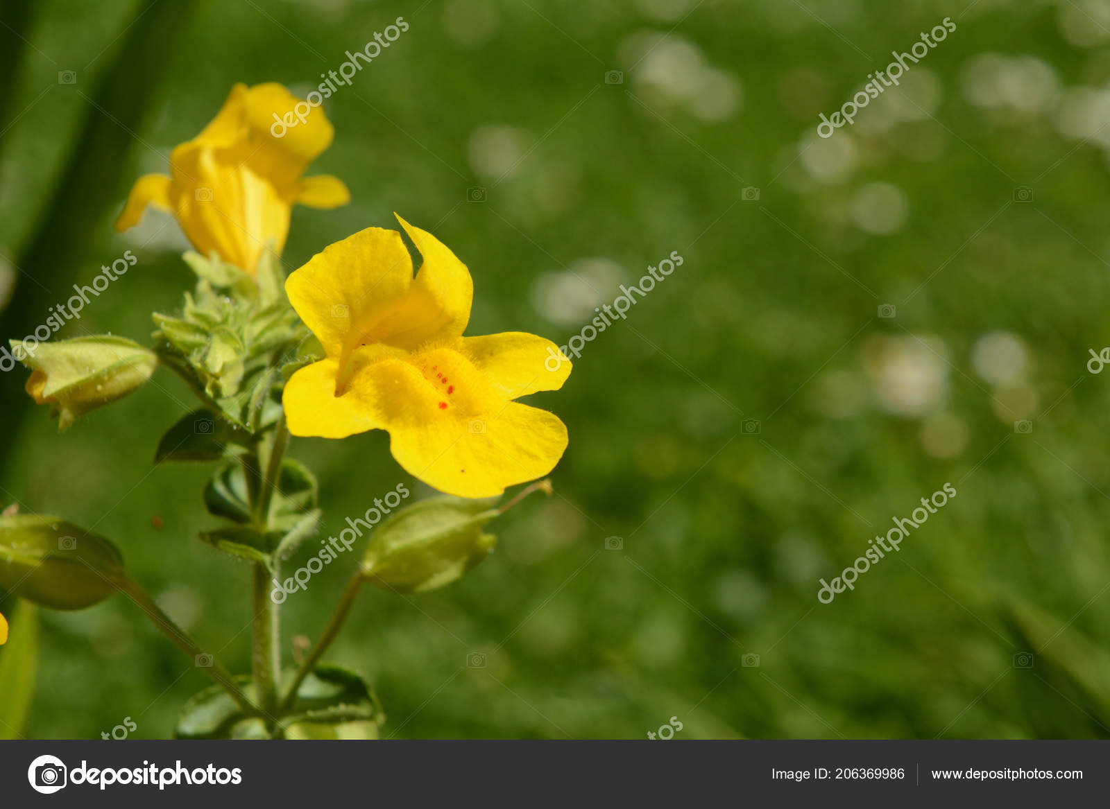 Single Yellow Mimulus Flower Red Spots Background Green Grass Copy ...