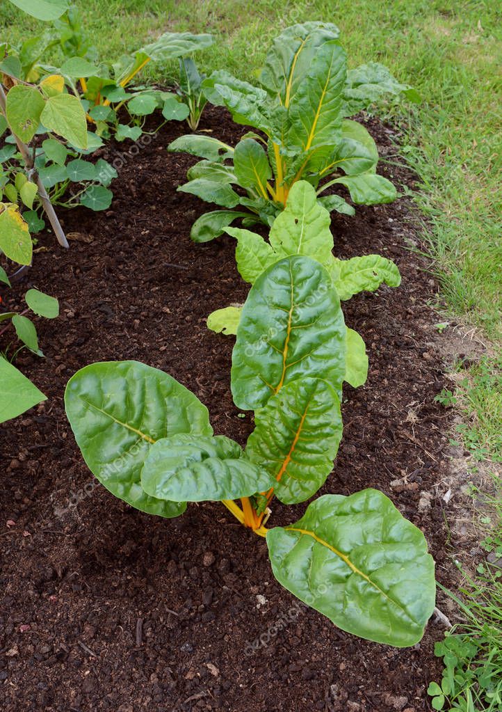 Fila de plantas de acelgas verdes suizas con tallos amarillos que ...