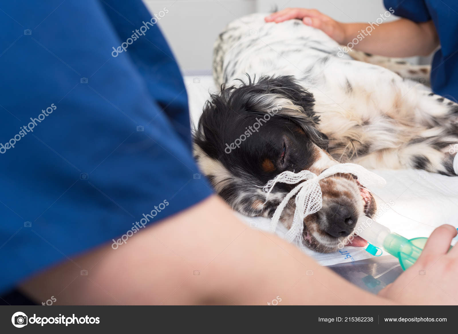 Are Dogs Intubated During Surgery