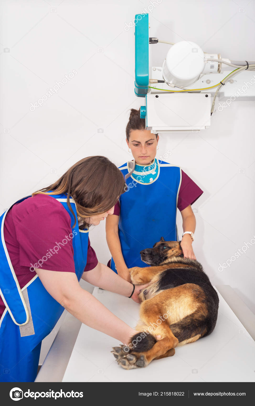 Veterinary Radiologist Examining Dog Ray Room Stock Photo by ©herraez ...