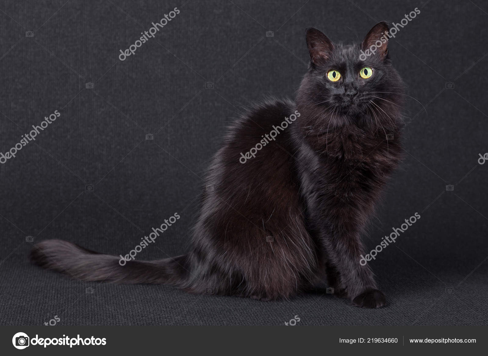 Black Turkish Angora