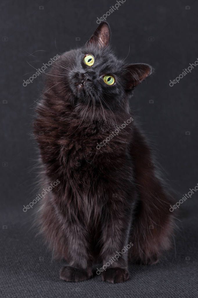 Gato negro sentado sobre un fondo oscuro y actuando muy curioso ...