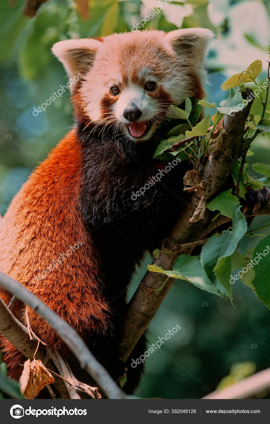 Lesser Red Panda — Stock Photo © Miropa #382048126