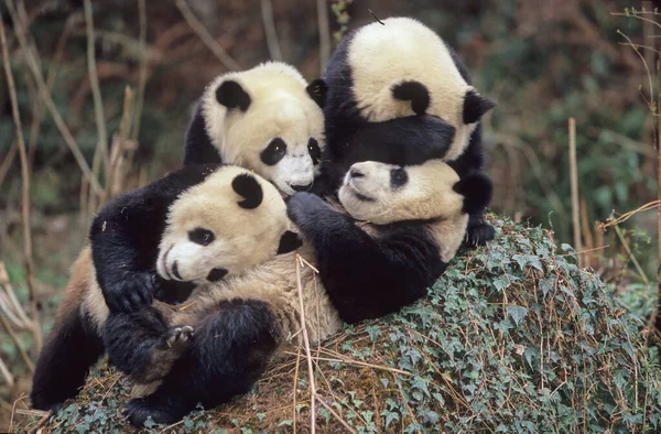 Aggressive panda Stock Photos, Royalty Free Aggressive panda Images ...