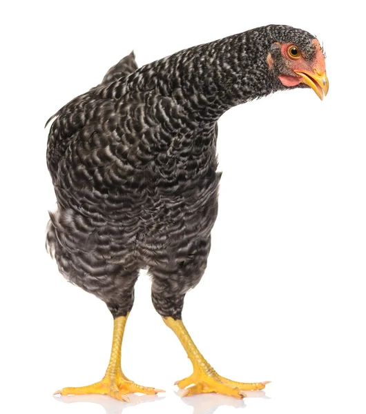 Alen un animal que da vueltas al morir el pollo fotos de stock ...