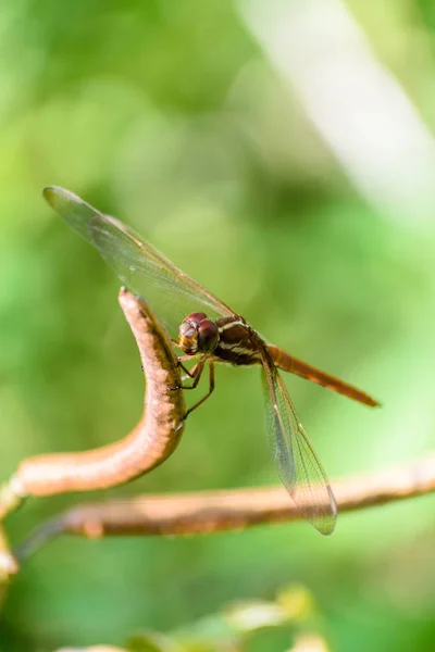 Naturen flyer Stock Photos, Royalty Free Naturen flyer Images ...