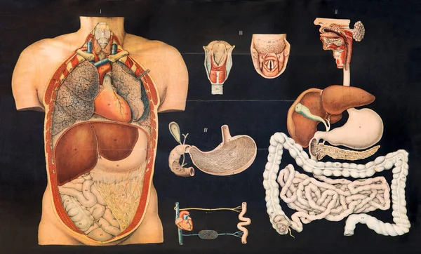 Old vintage anatomy charts of the human body Stock Photo by ...