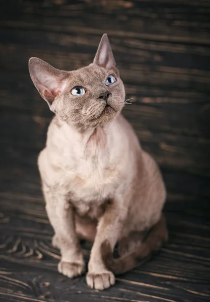 Devon rex Stock Photos, Royalty Free Devon rex Images | Depositphotos