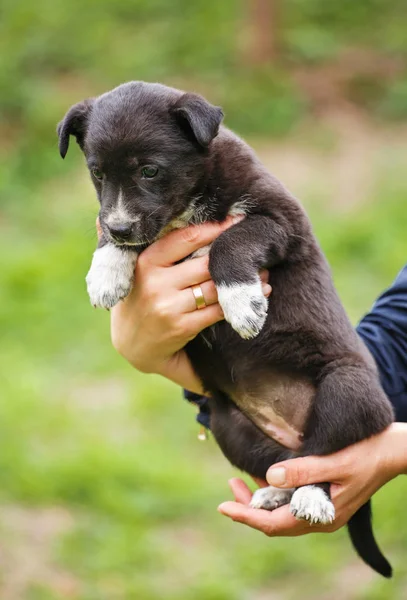 Homeless dog looking for a home. The problem of homeless animals. puppy ...