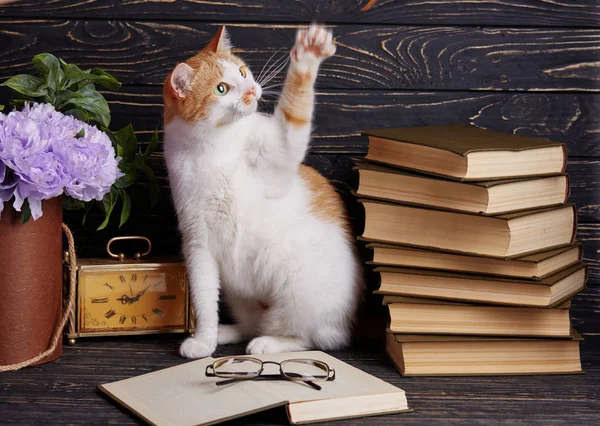 Cat in library Stock Photos, Royalty Free Cat in library Images ...