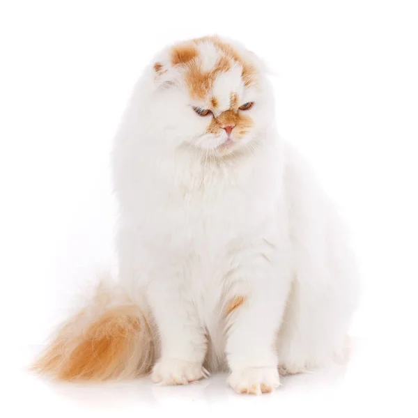 Morfología del gato persa Stock Photos, Royalty Free Morfología del ...