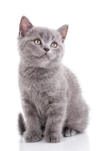 Gray kitten Stock Photos, Royalty Free Gray kitten Images | Depositphotos