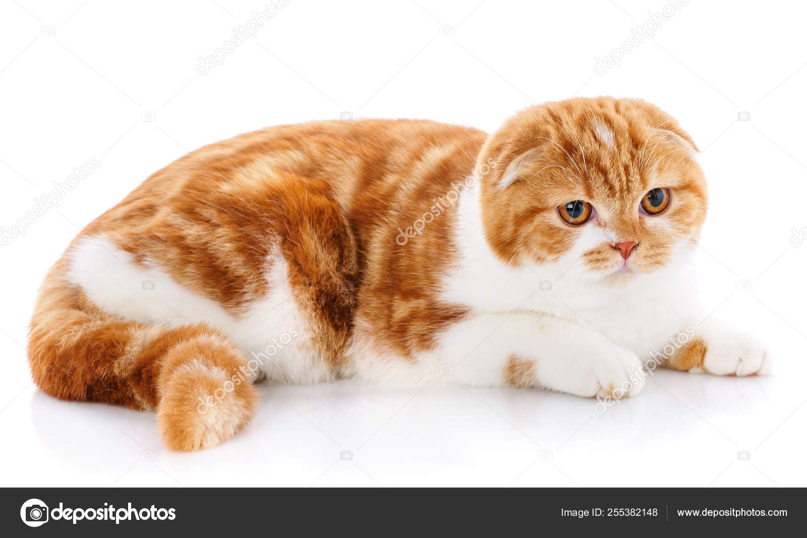 Red Scottish Fold