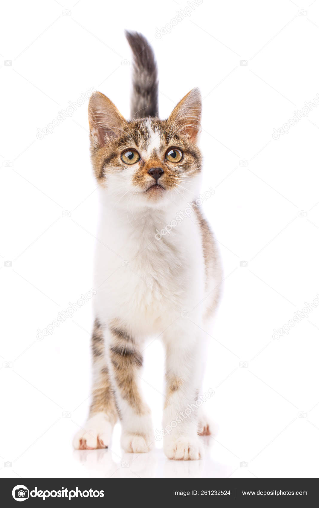 A cute kitten stands and looks at the camera Stock Photo by ©serkucher ...