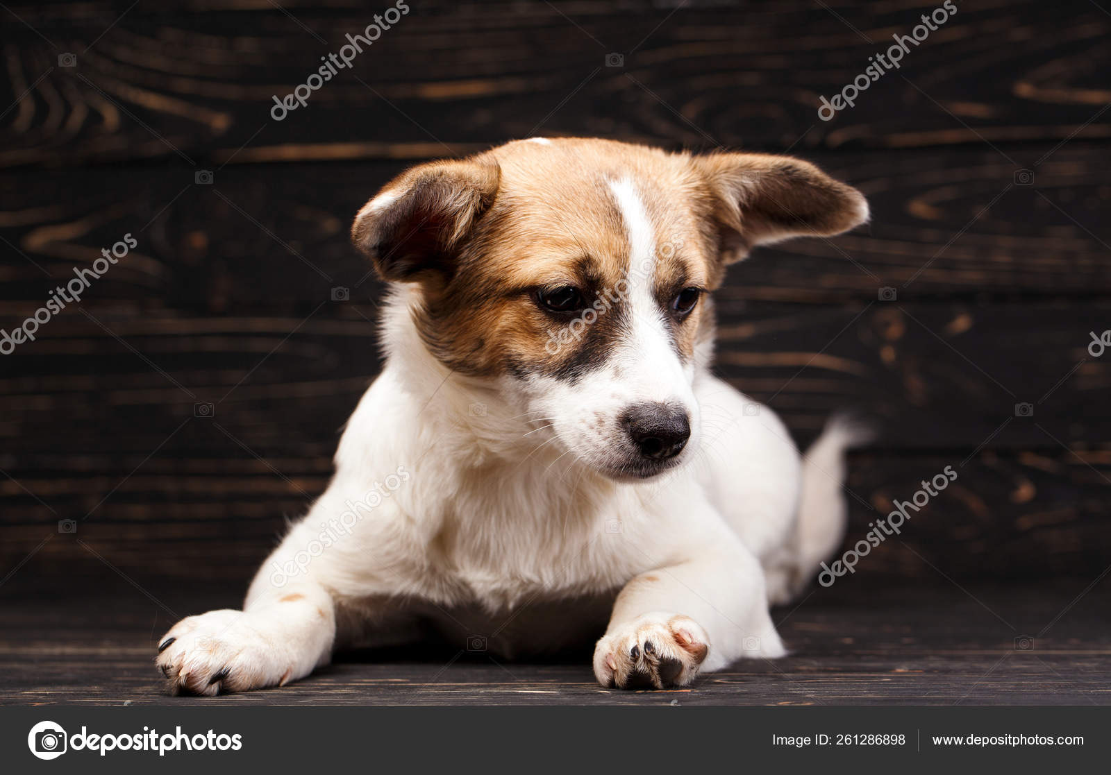 Disappointed Animals