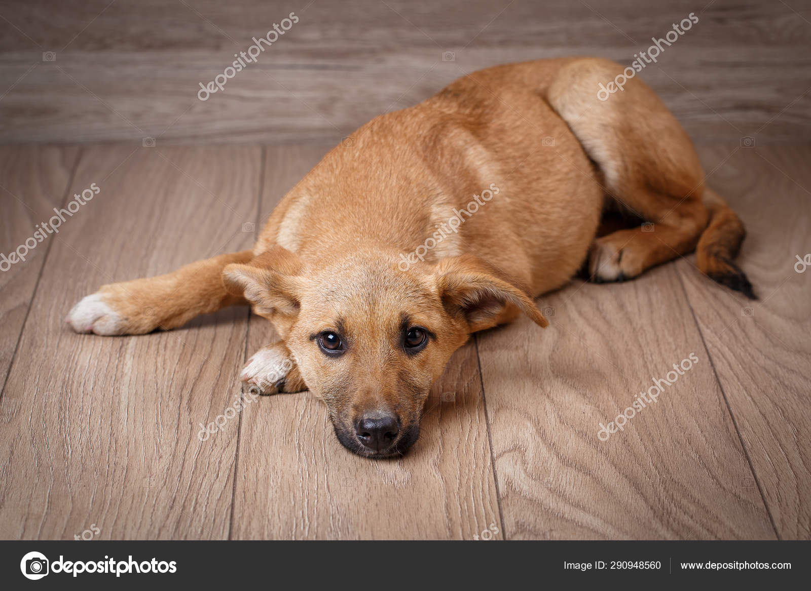 Un triste perro rojo está en las tablas. El perro está esperando al ...