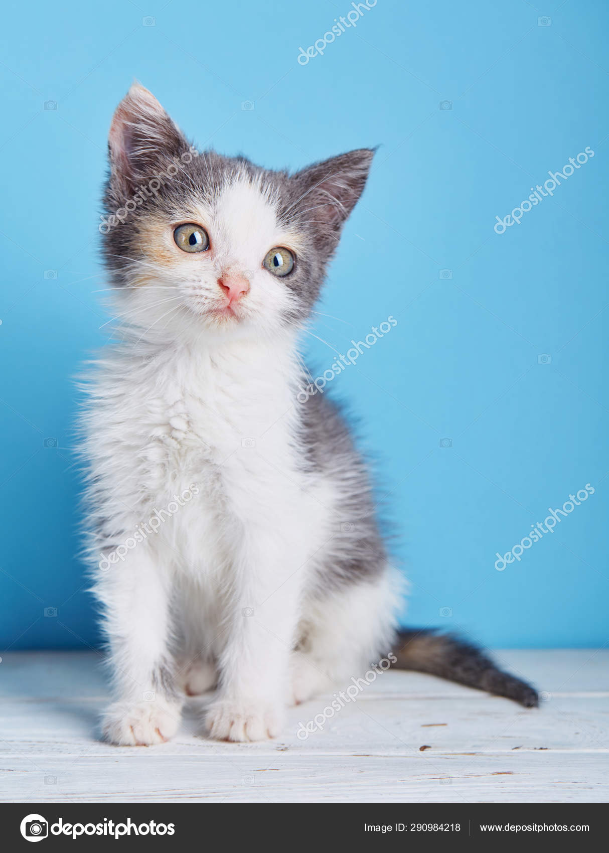 A playful cute kitten looks right side Stock Photo by ©serkucher 290984218