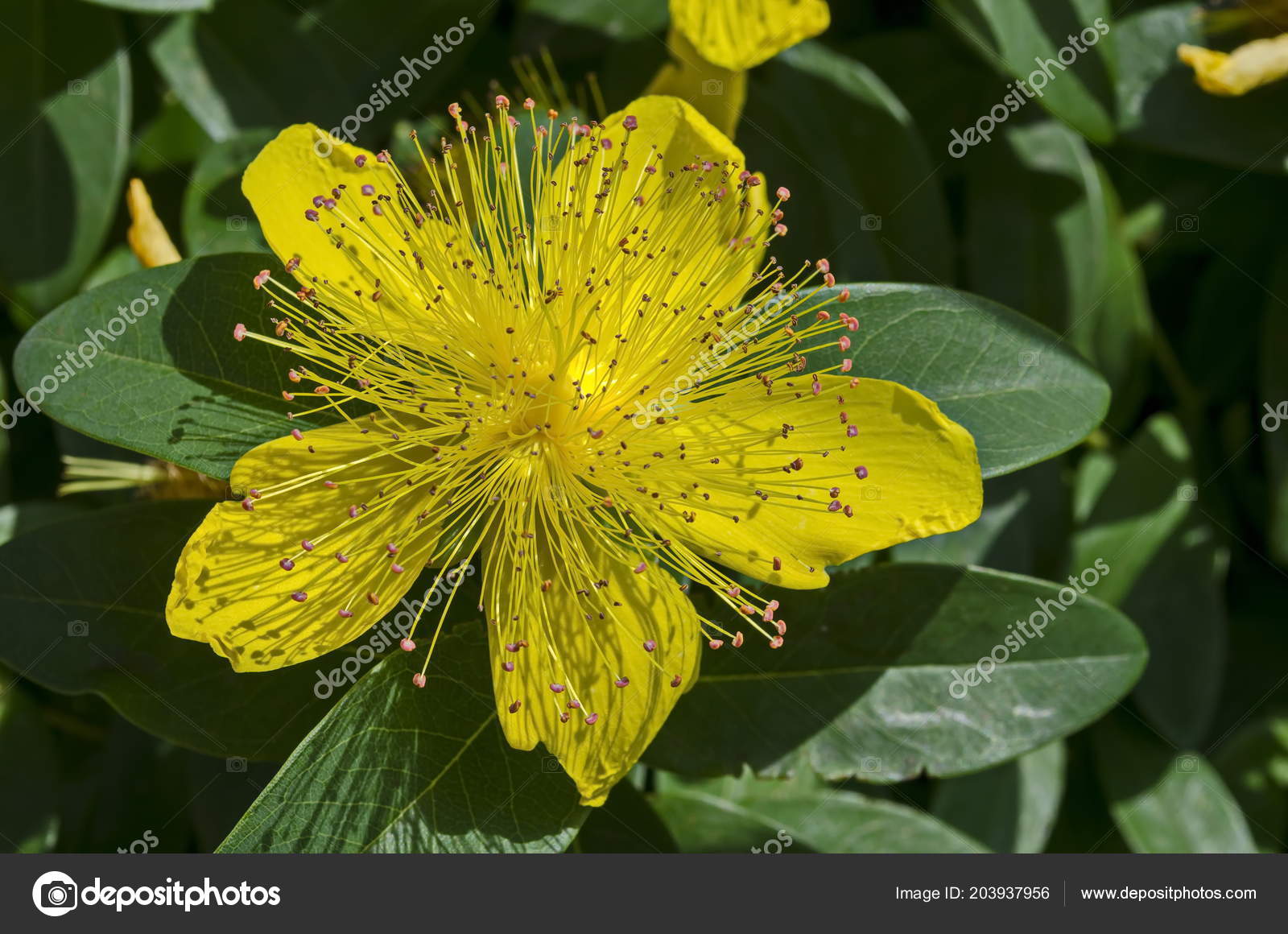 Hypericum Calycinum John Wort Yellow Rose Sharon Bush Flower Close ...