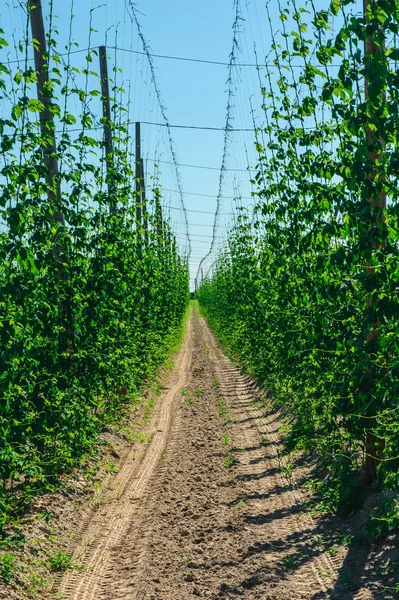 Hop plantations Stock Photos, Royalty Free Hop plantations Images ...