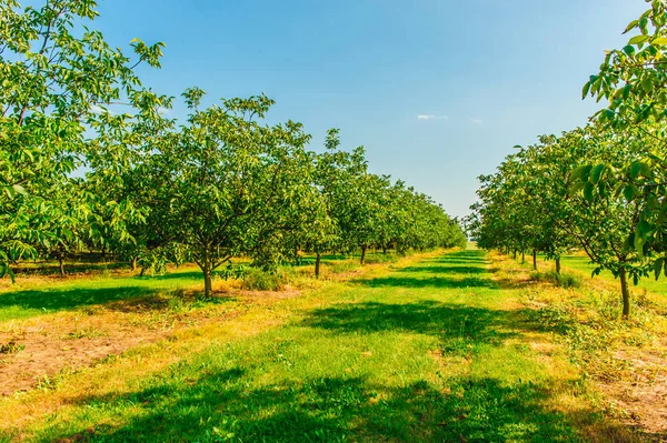 Walnut plantation Stock Photos, Royalty Free Walnut plantation Images ...