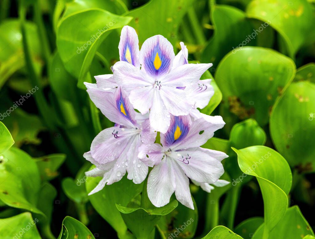 Un jacinto acuático que crece en aguas de Florida es una especie invasora. 2023