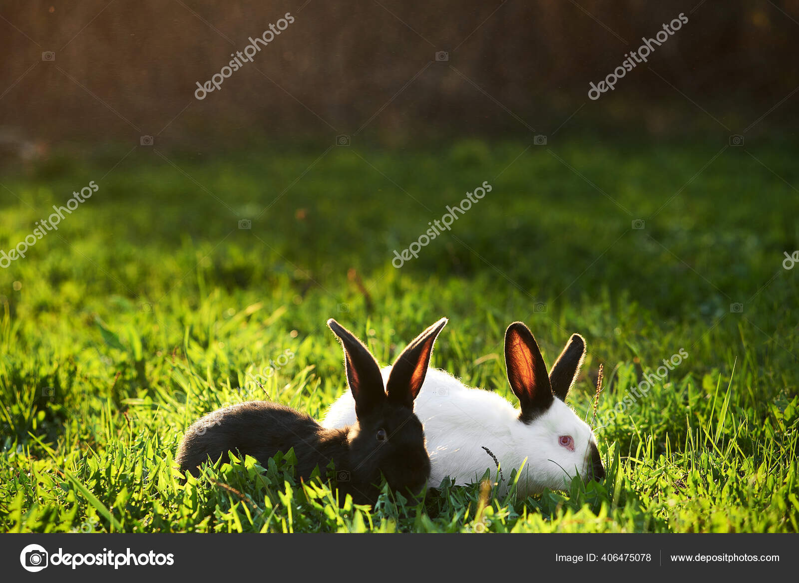 Californian Rabbits