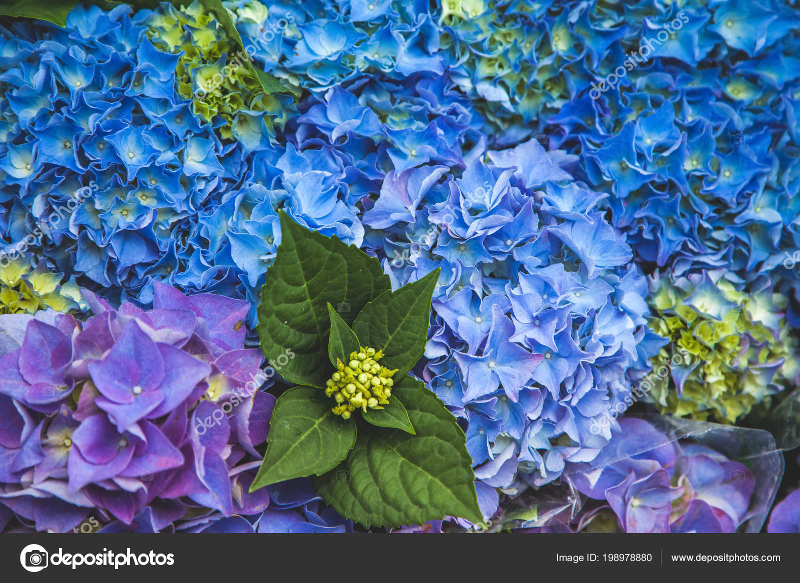 Close View Beautiful Blue Hortensia Flowers Stock Photo by ©MarusiaBO ...