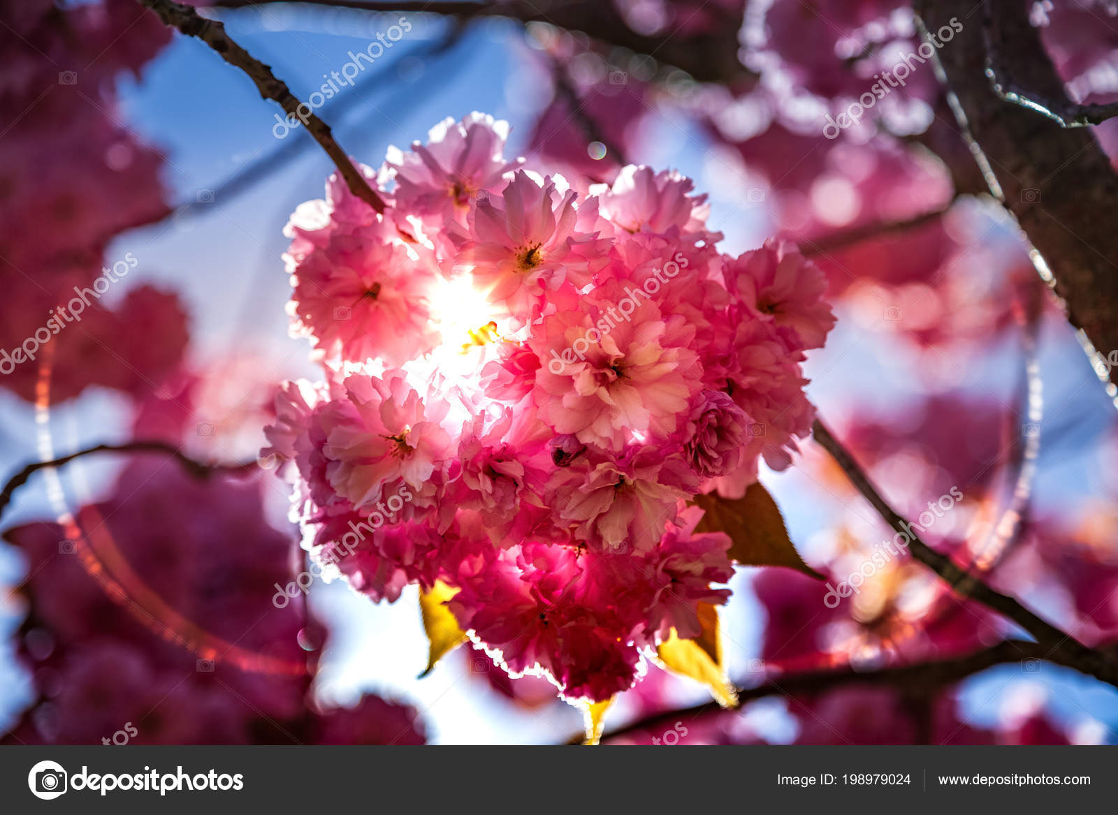 Close View Beautiful Sakura Tree Blossom Sunlight Backdrop — Stock ...