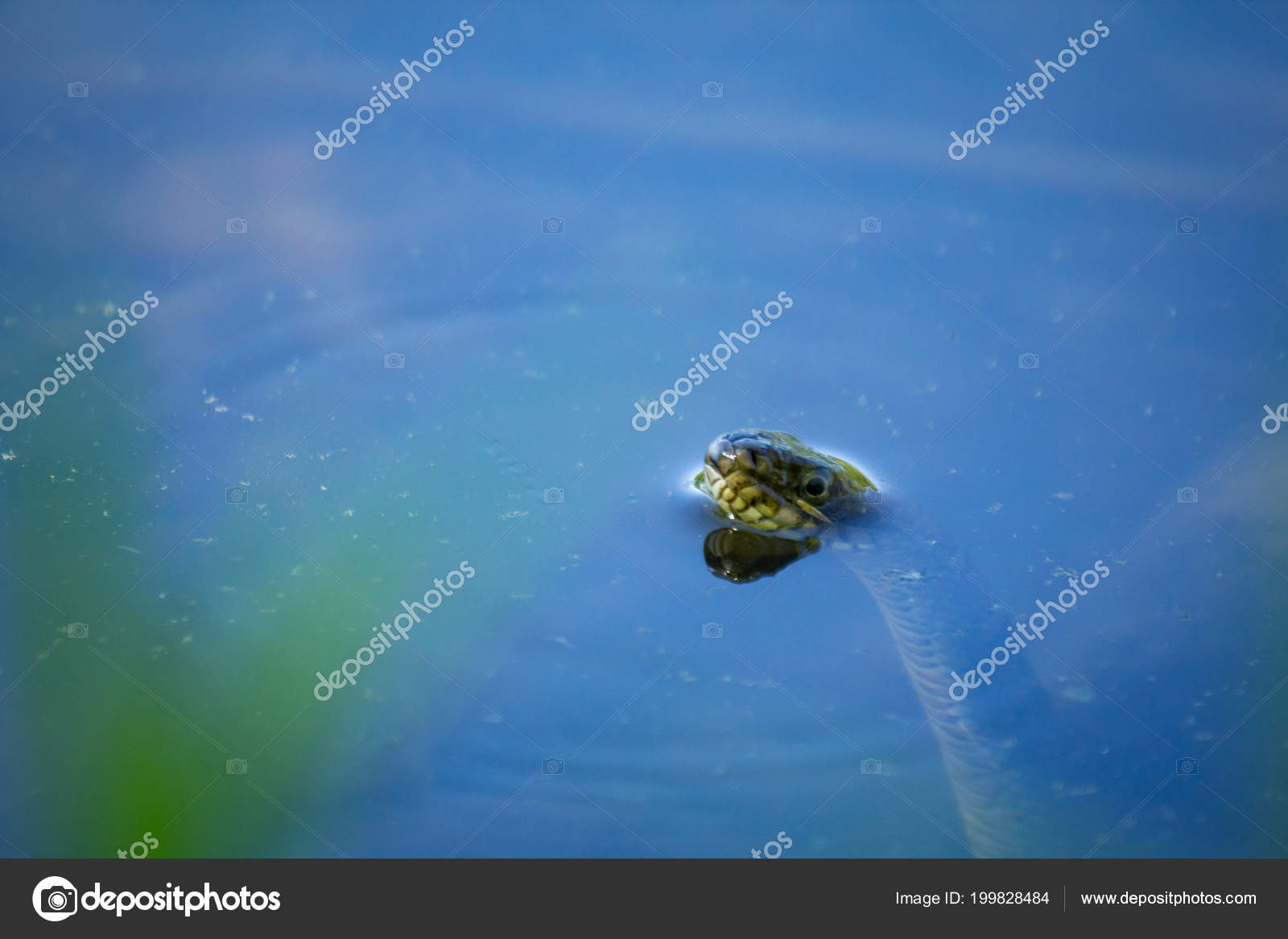 Banded Northern Water Snake Going Swim Lake — Stock Photo © ezumeimages ...