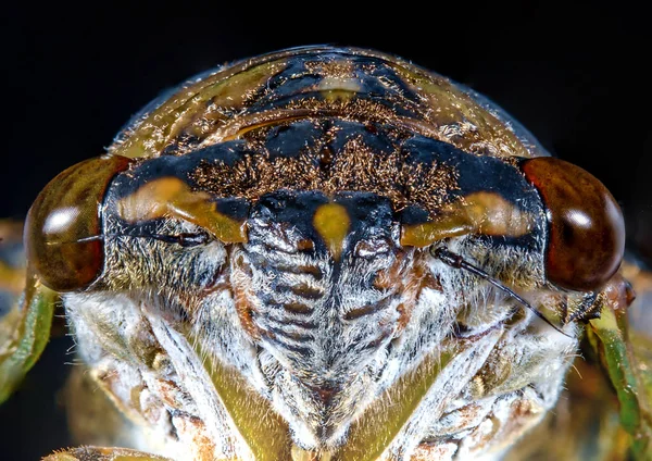 Cicada face Stock Photos, Royalty Free Cicada face Images | Depositphotos